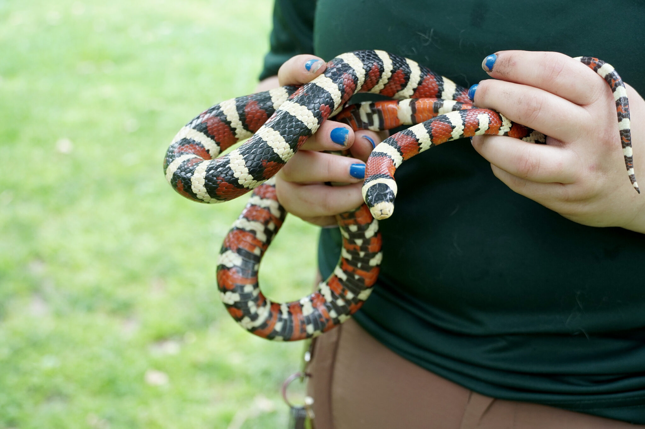 Creepy Crawly Critters with the Greenburgh Nature Center | Hudson River ...