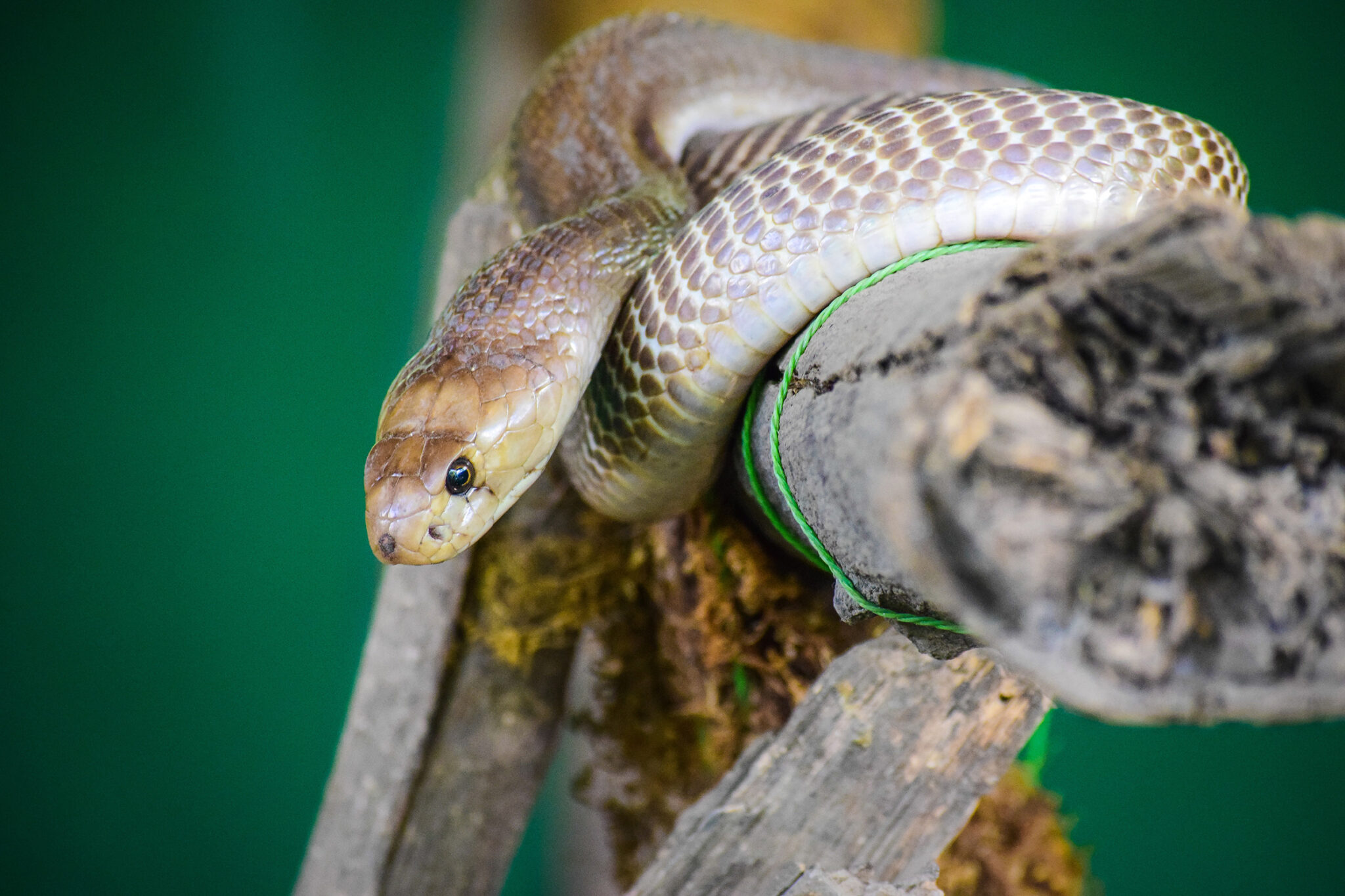 The Wizard of Lizards: Live Reptile Program | Hudson River Museum